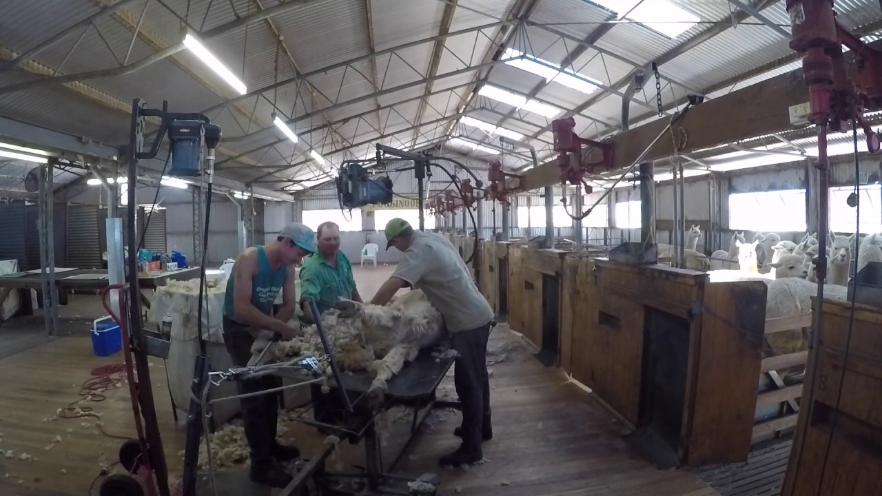 Fast Alpaca Shearing in Australia - YouTube