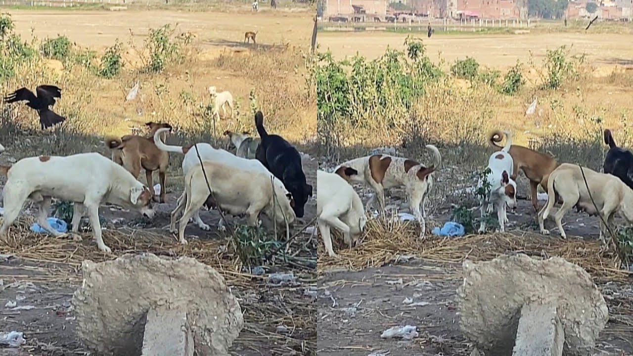Many cute street dogs are in one place. - YouTube
