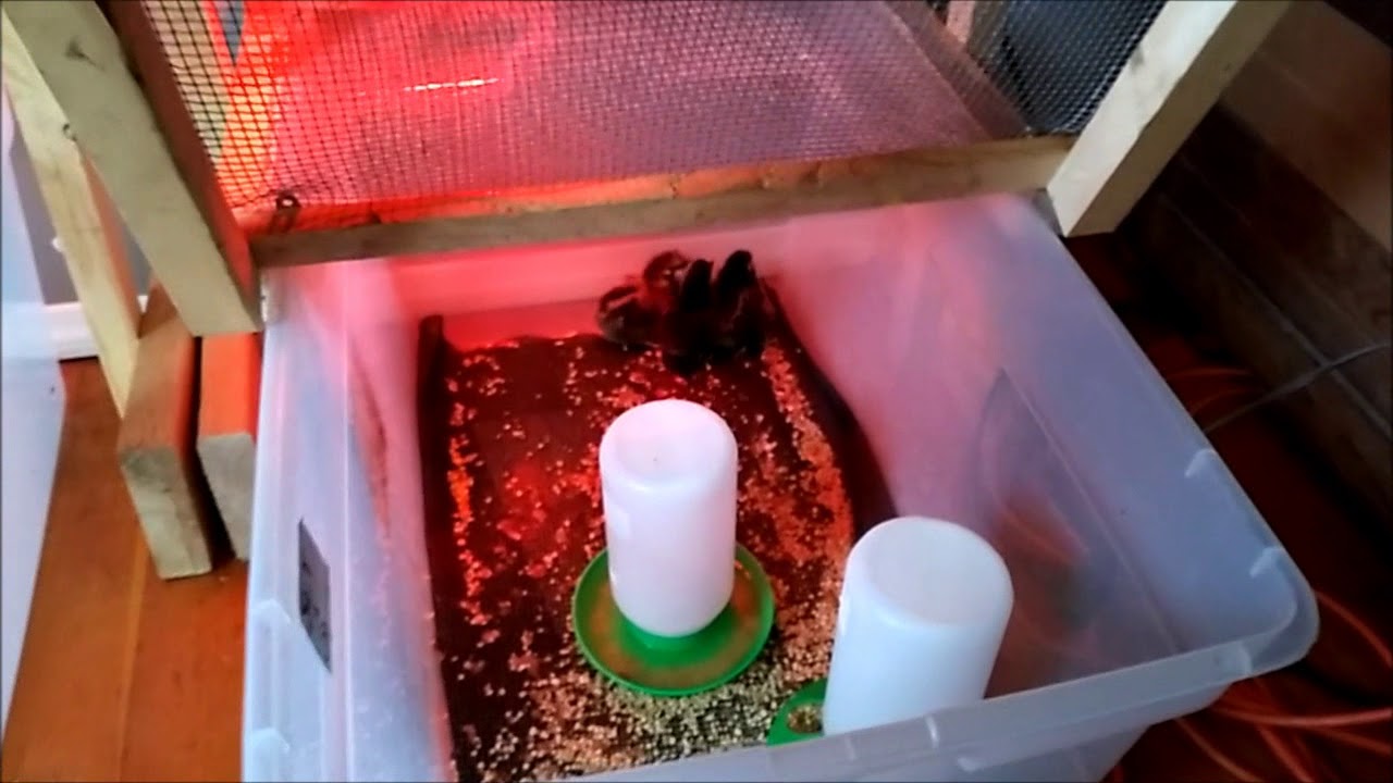 Incubator and Brooder Room - YouTube