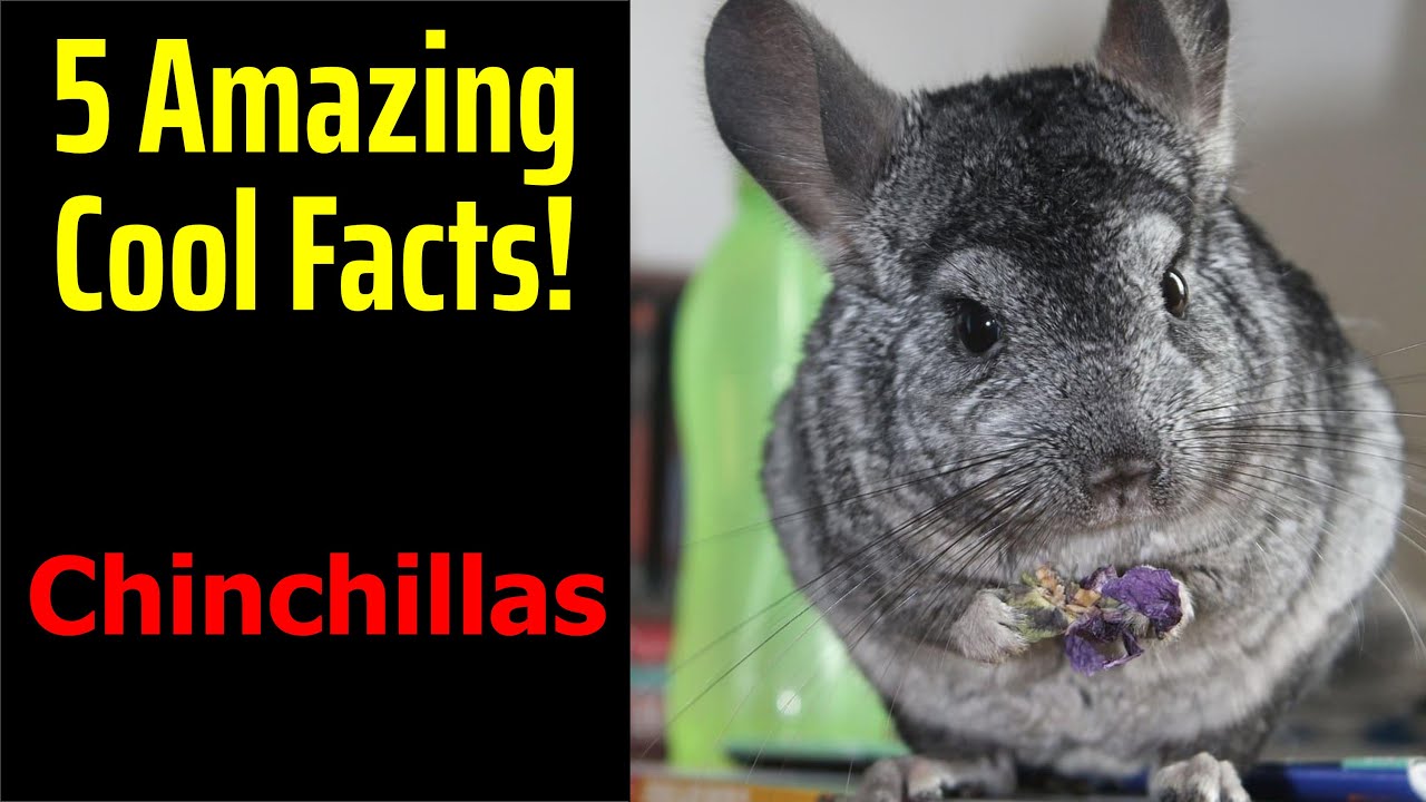 5 Fascinating Facts About Chinchillas - YouTube