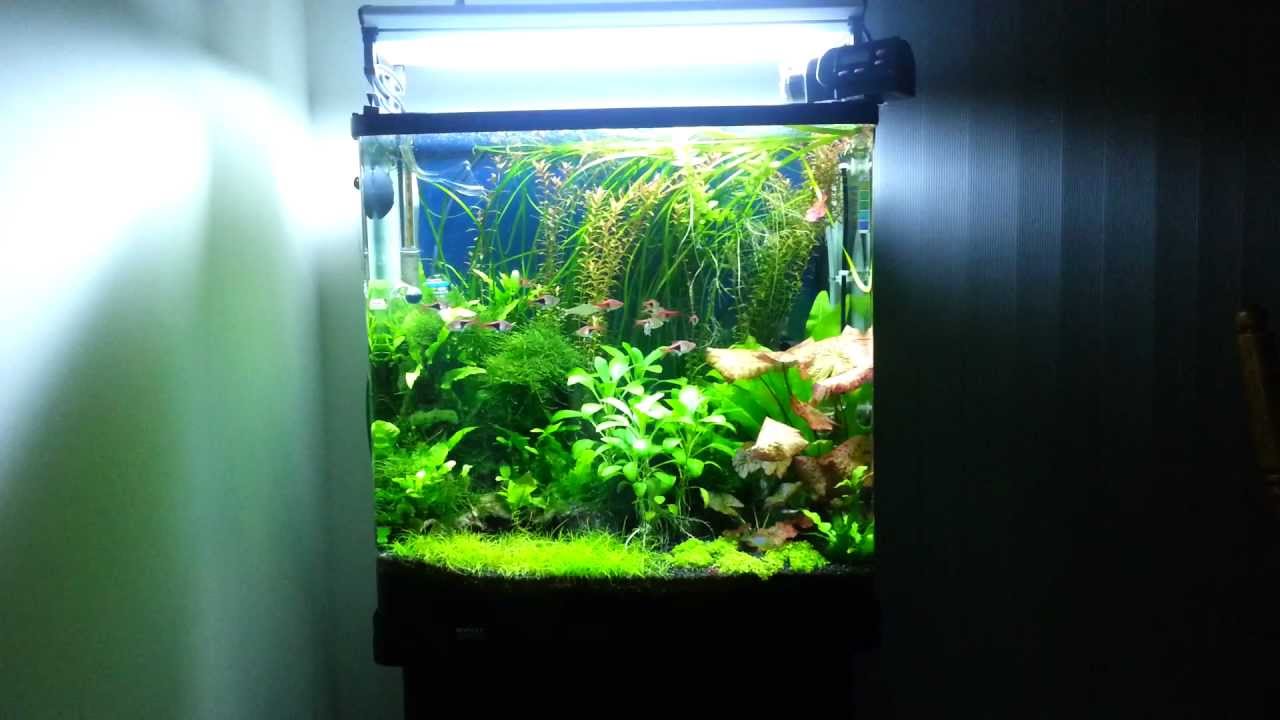 Aqua One 620T Fresh Water Planted Tank. - YouTube