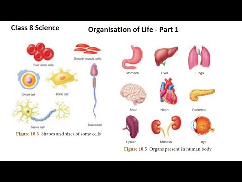 8th Std Science - Organisation of Life - Part 1 - YouTube