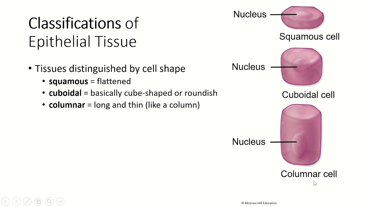 Ch4 Pt4, Tissues, Classifying Epithelia - YouTube