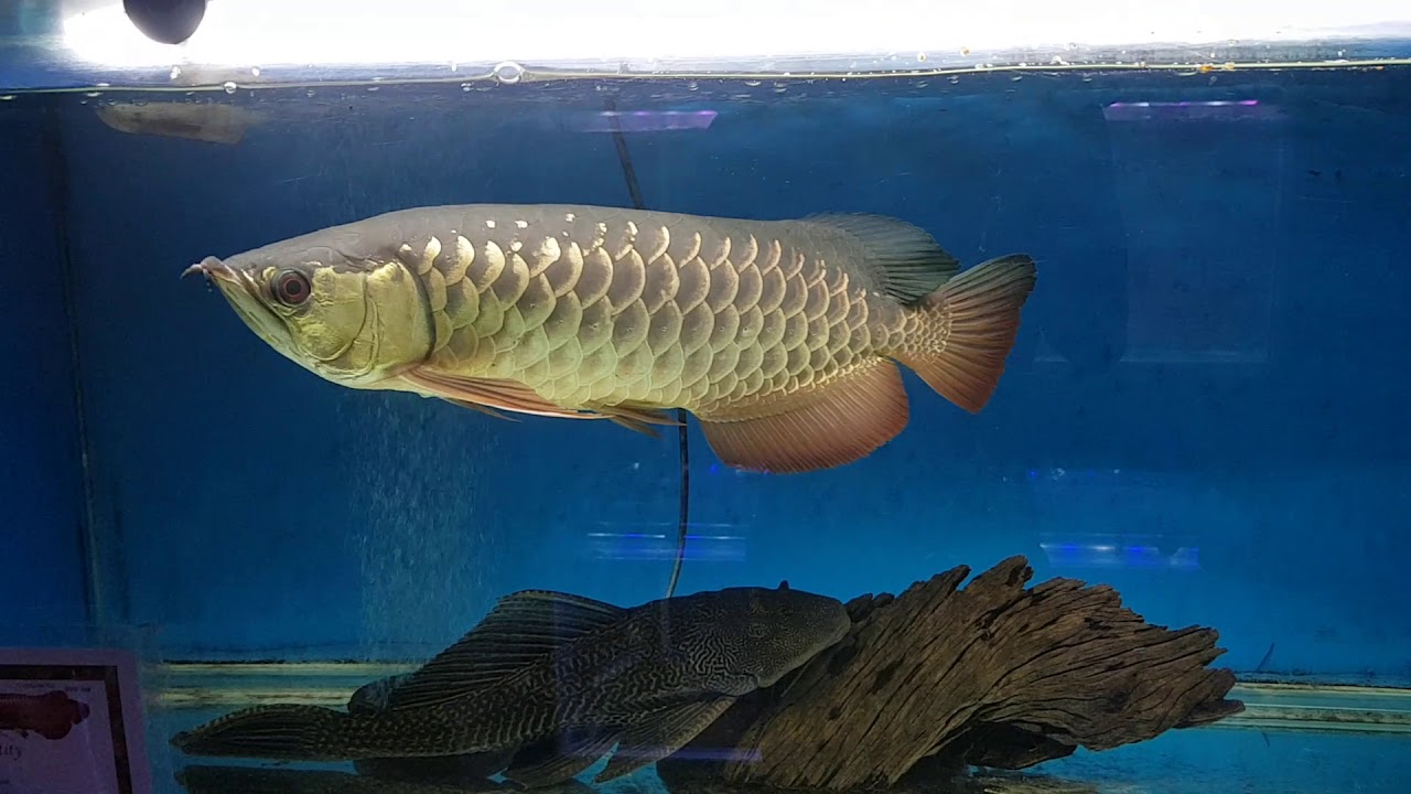 High Back Red Tail Golden Arowana June 26, 2020 - YouTube