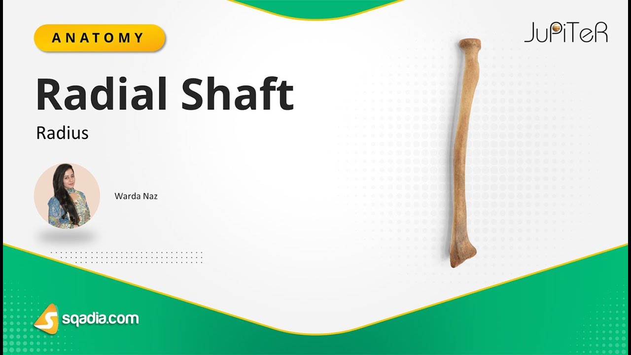 Radius | Radial Shaft | Bone Anatomy | Upper Limb | Skeletal System | V ...
