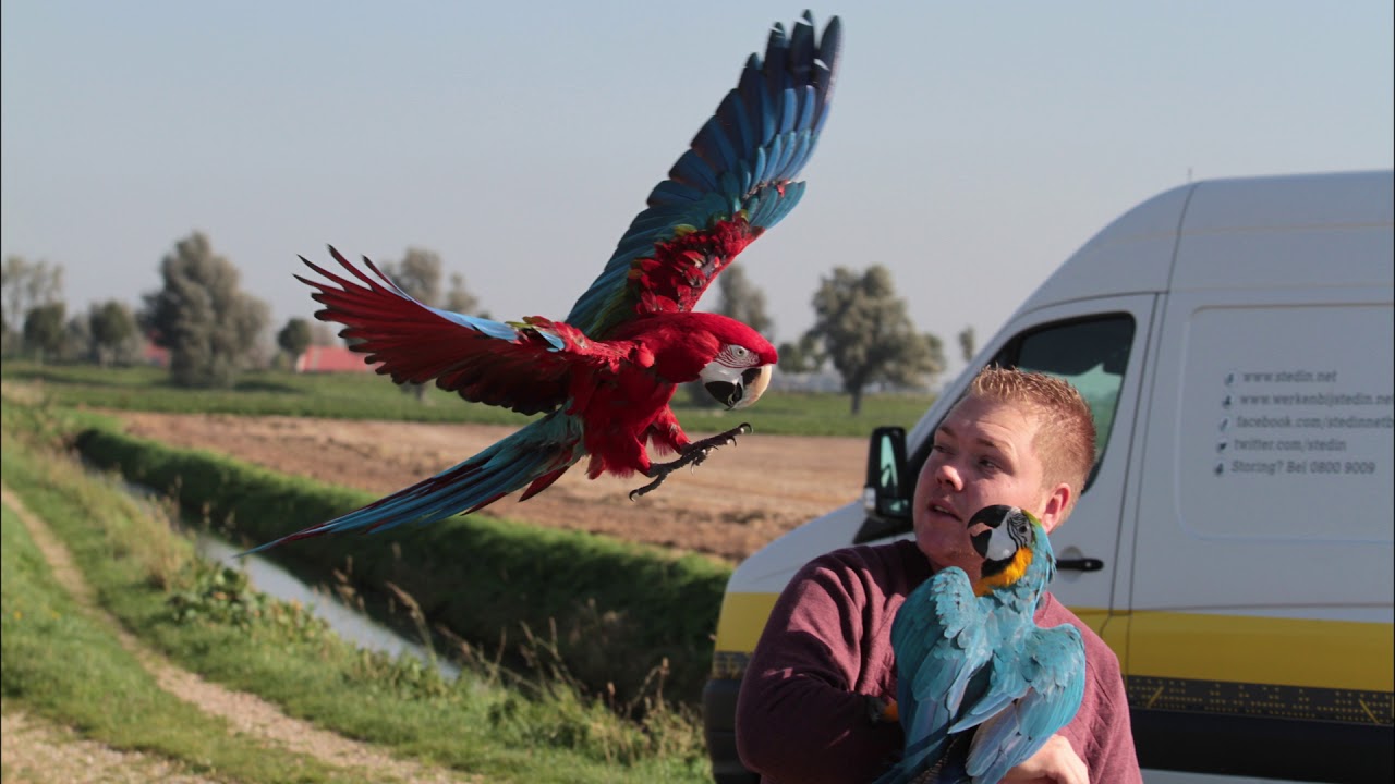 Macaw Free Flight slide show - YouTube