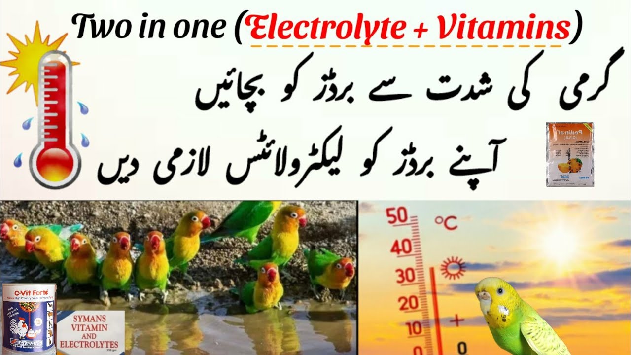 Electrolyte for all birds in summer/ Summer care tips / Protect parrots ...