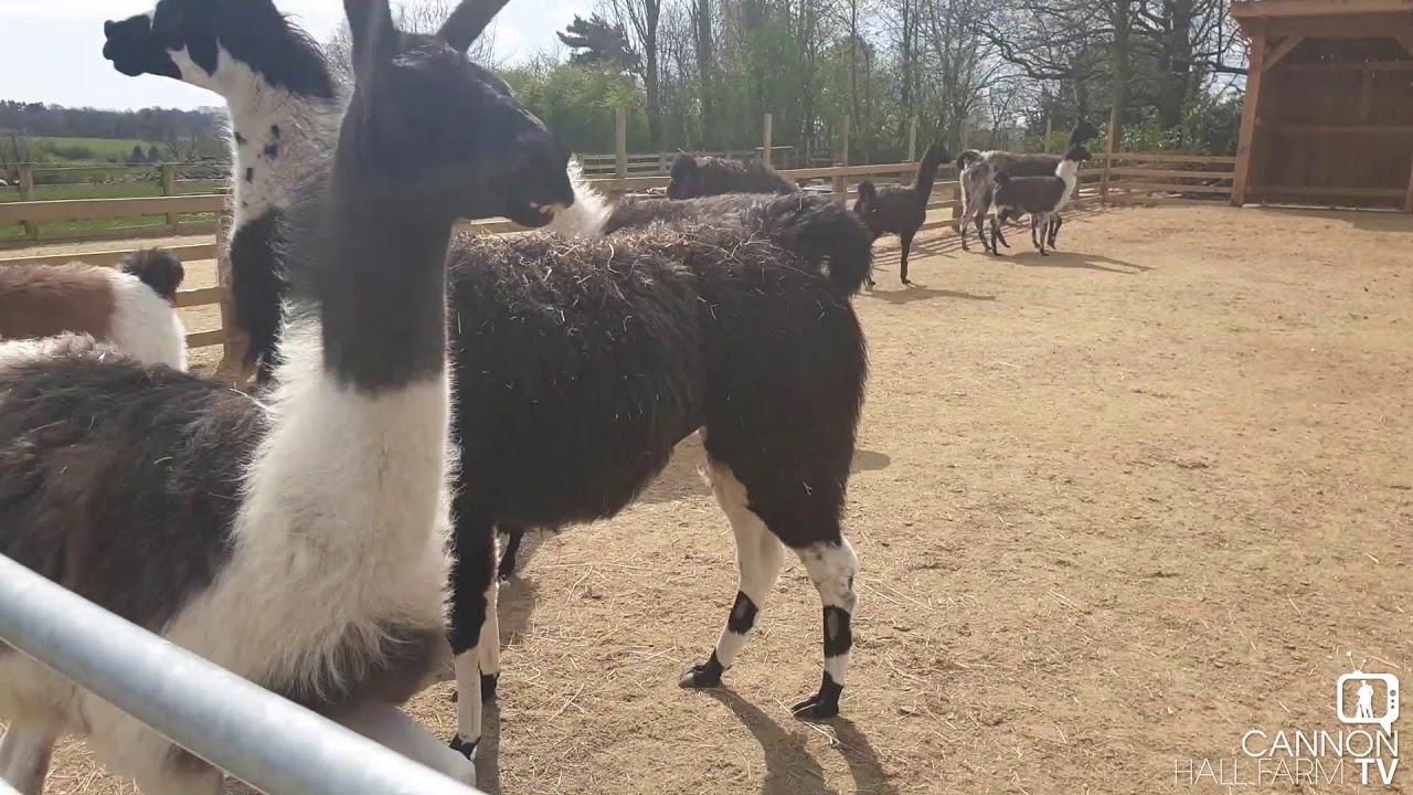 Llama Run Out at Cannon Hall Farm - YouTube