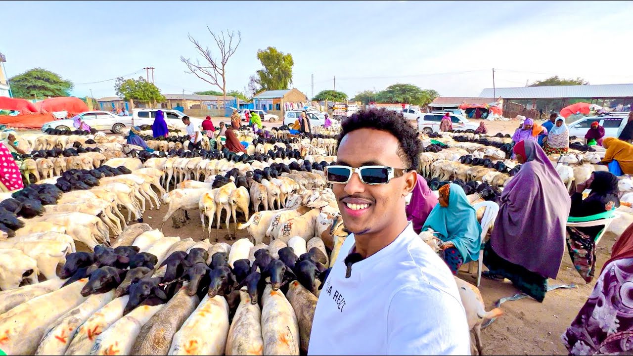 Waxan Noqday Dilaal Hal maalin | Saylada xoolaha ugu Wayn geeska Africa ...