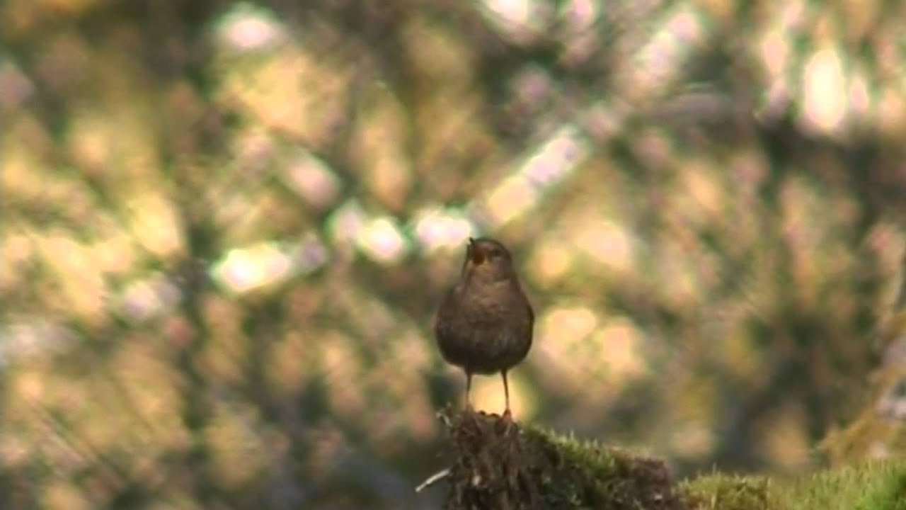 Nature Minute 13 - Hoh birds - YouTube