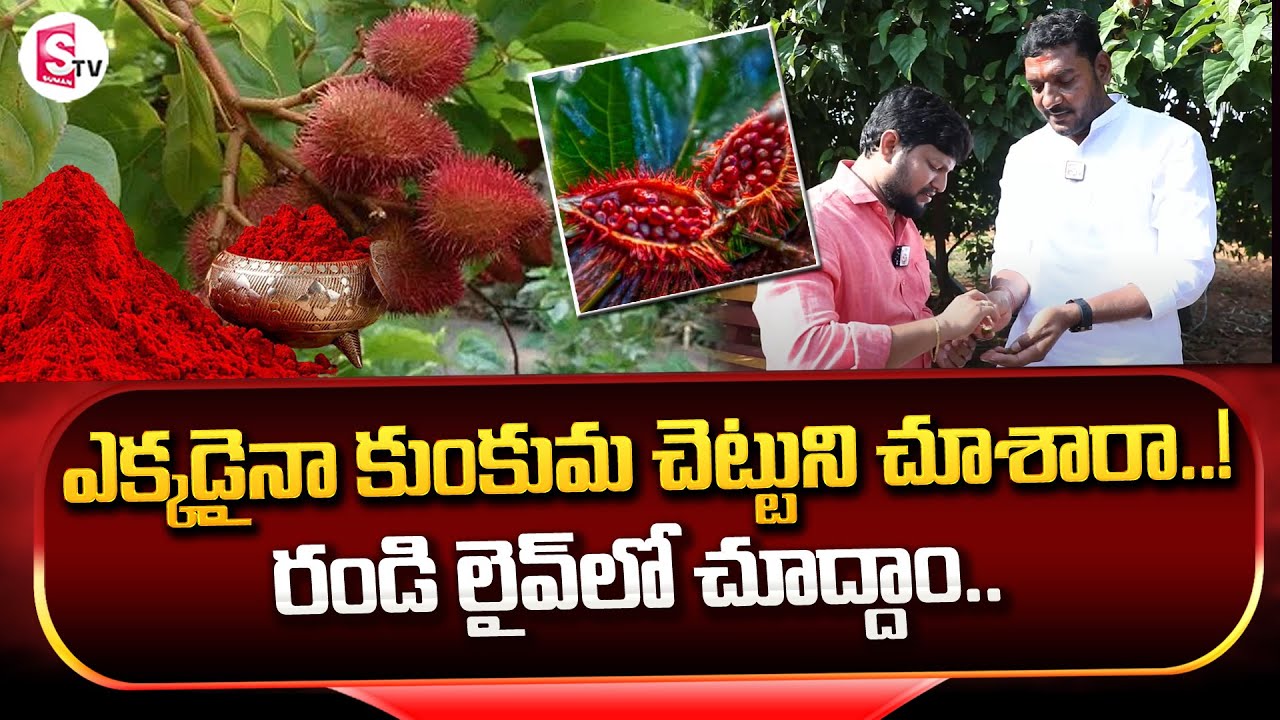 కుంకుమ చెట్టుని చూశారా.. | Have You Seen A Saffron Tree Anywhere ...