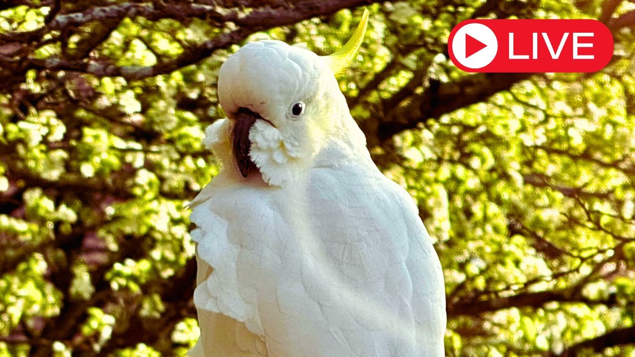 Feeding Wild Cockatoos at Home LIVE! Birds & Co of Australia LIVE Zoo ...