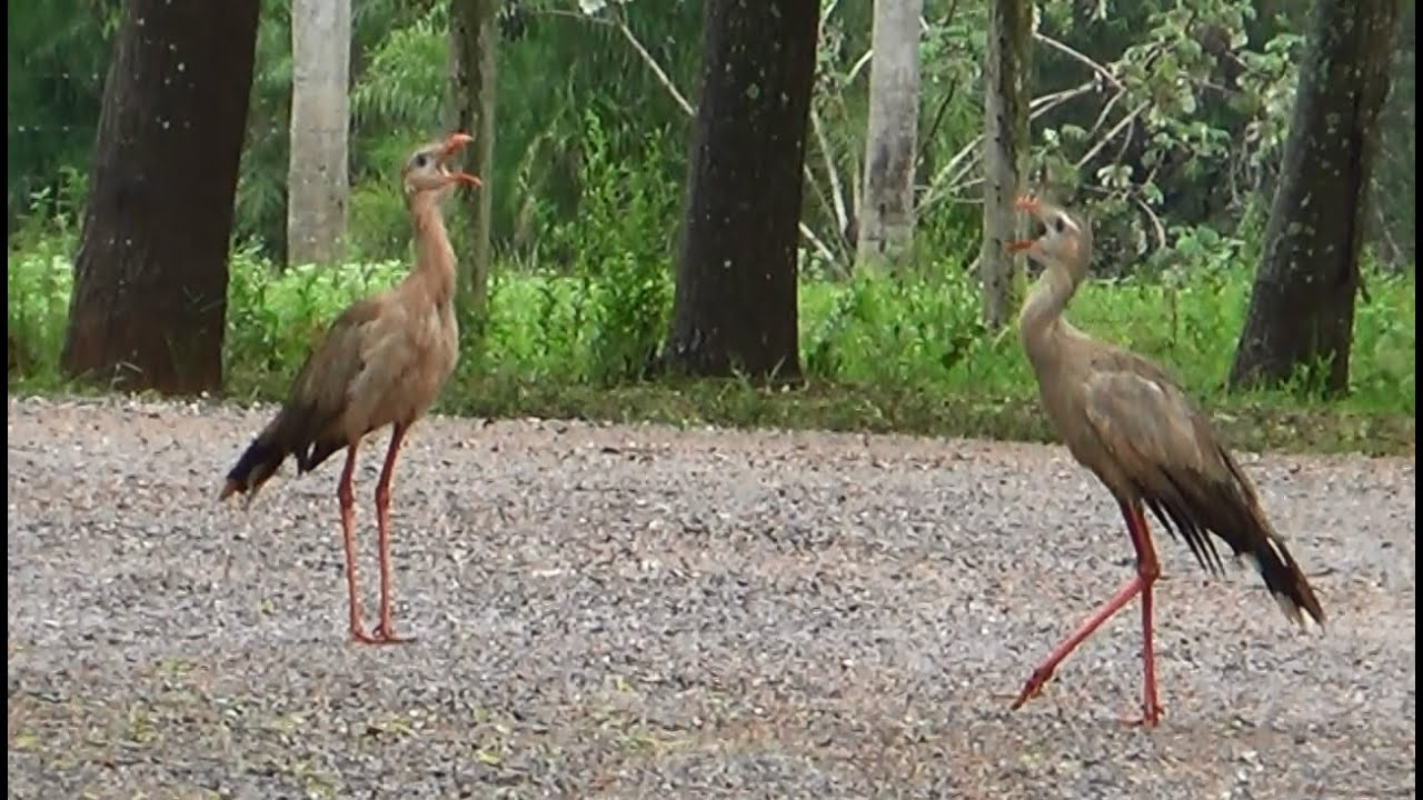 CANTO da SERIEMA em dueto, Casal (CARIAMA CRISTATA), RED-LEGGED SERIEMA ...