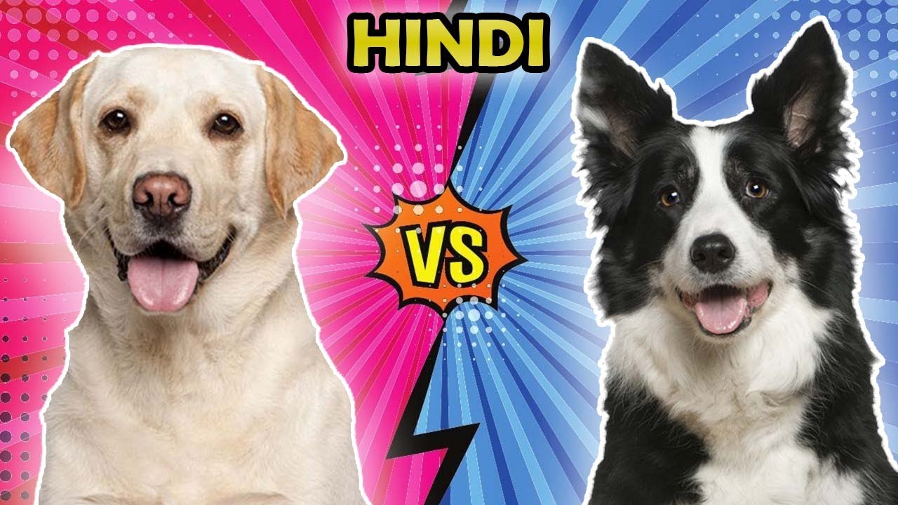 Labrador Vs Border Collie: Which breed is the best? Hindi | Dog Breeds ...