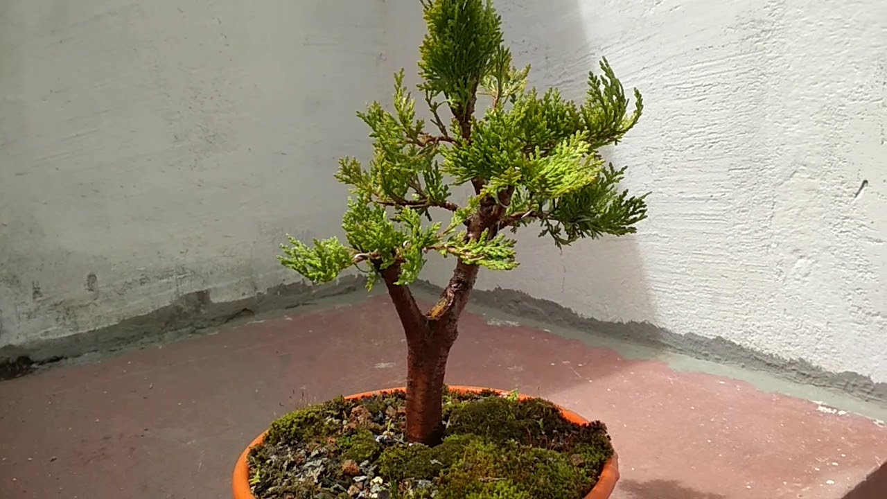 Bonsai pino libro - YouTube