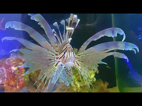 ngasi makan lion fish / ikan singa dan cara merawatnya - YouTube