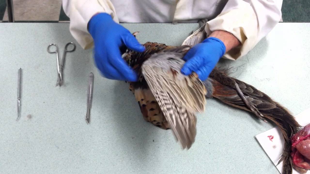 Pheasant Skinning the Wings 6 of 6 - YouTube