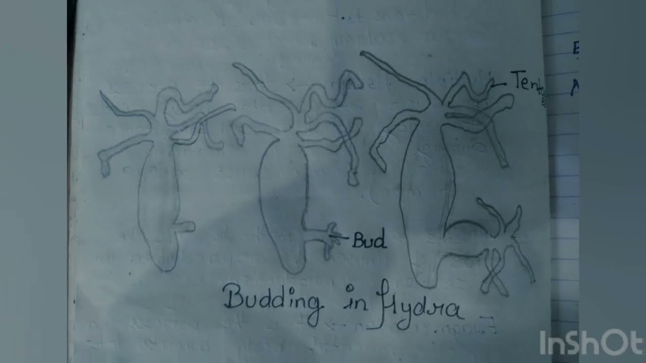 Budding In Hydra // How to Draw Diagram the Easiest Way , || science ...