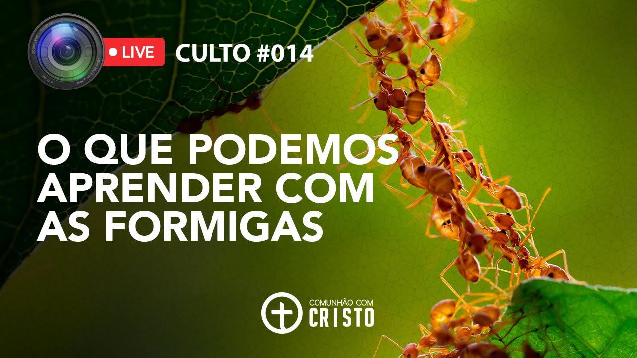 Culto Online #14 - O que podemos aprender com as formigas - YouTube