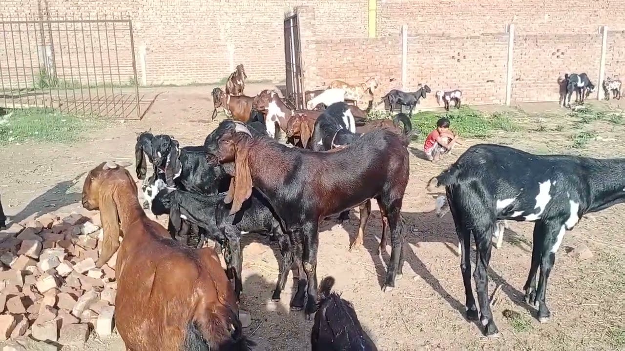 Beetal Goat for sale | Beetal Goat Farming | Giant beetal breeder - YouTube