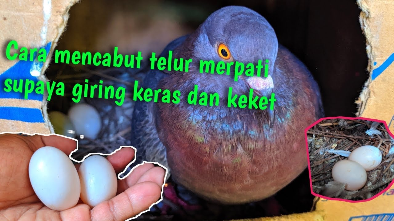 CARA CABUT TELUR MERPATI SUPAYA GIRING KERAS DAN KEKET - YouTube
