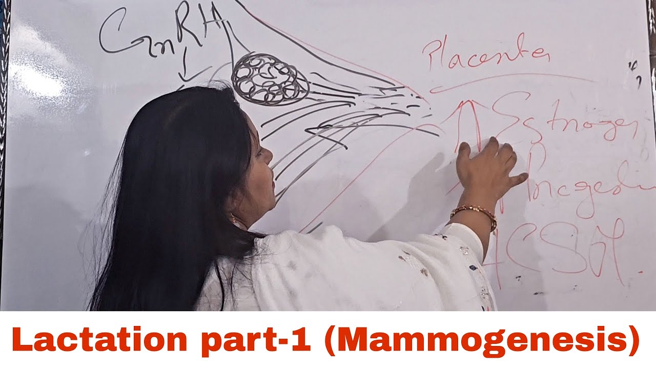 Lactation part 1 (Mammogenesis) - YouTube