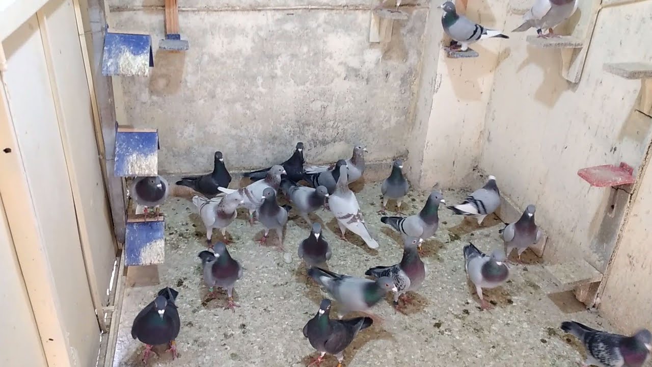 Tanz Loft Males Racing Pigeon Team For Race Season 2023 | Racing ...