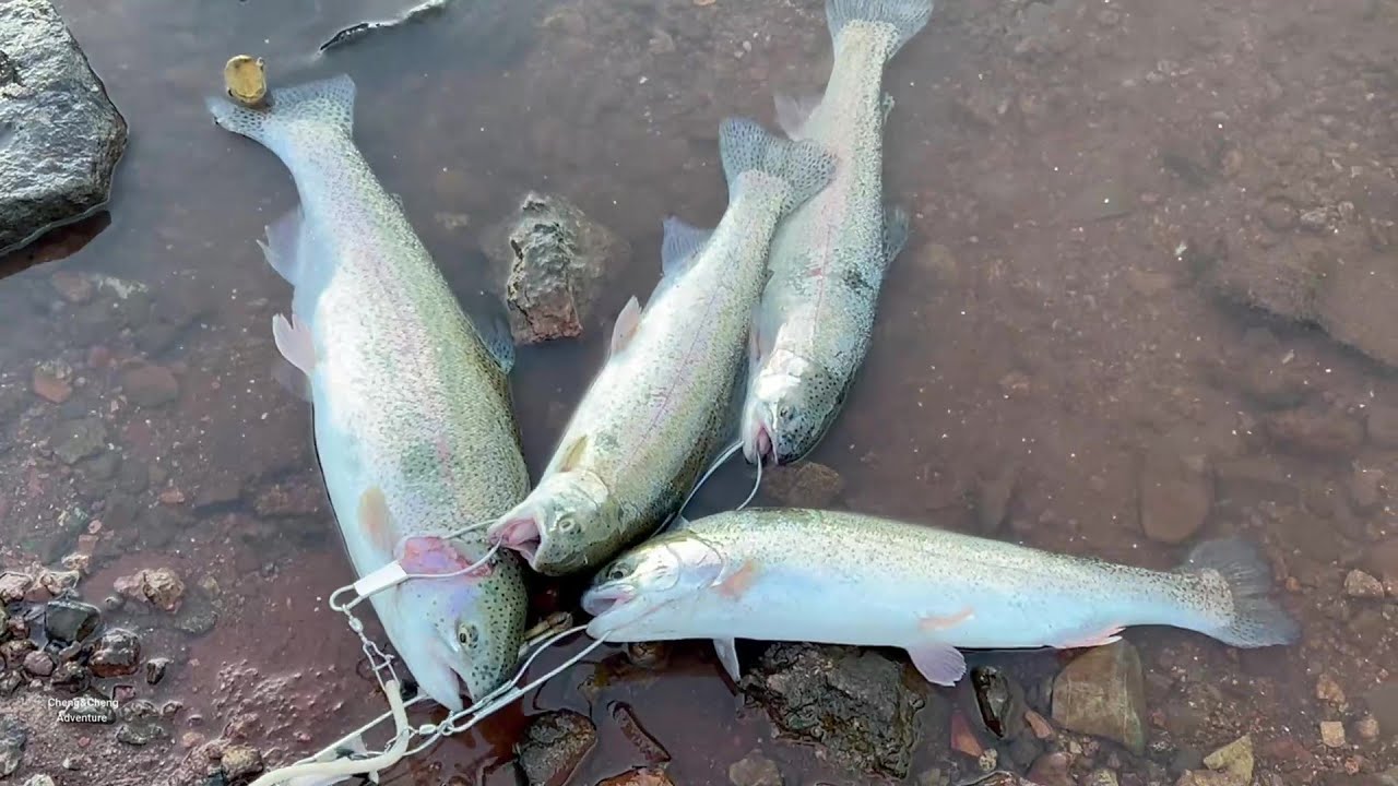 Collins Lake TROUT Fishing Caught One Big One - YouTube