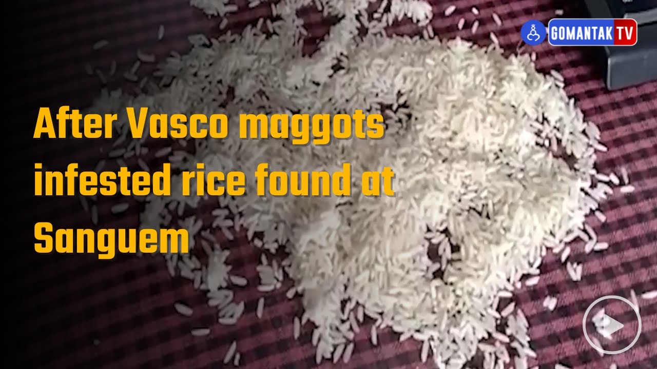 After Vasco maggots infested rice found at Sanguem | Gomantak TV - YouTube