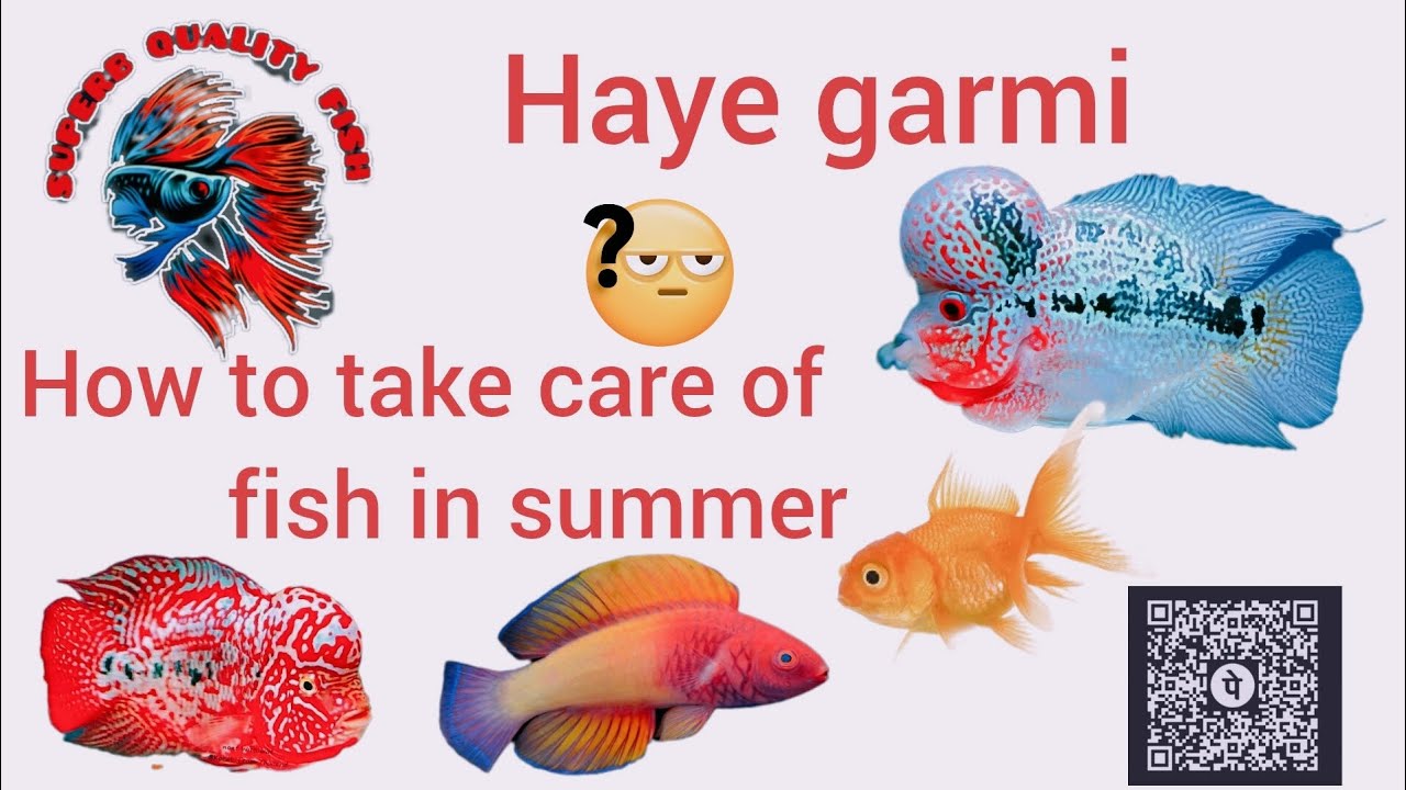 How to take care of fish in summer 🏝️🌞_crypto_highlight_video - YouTube