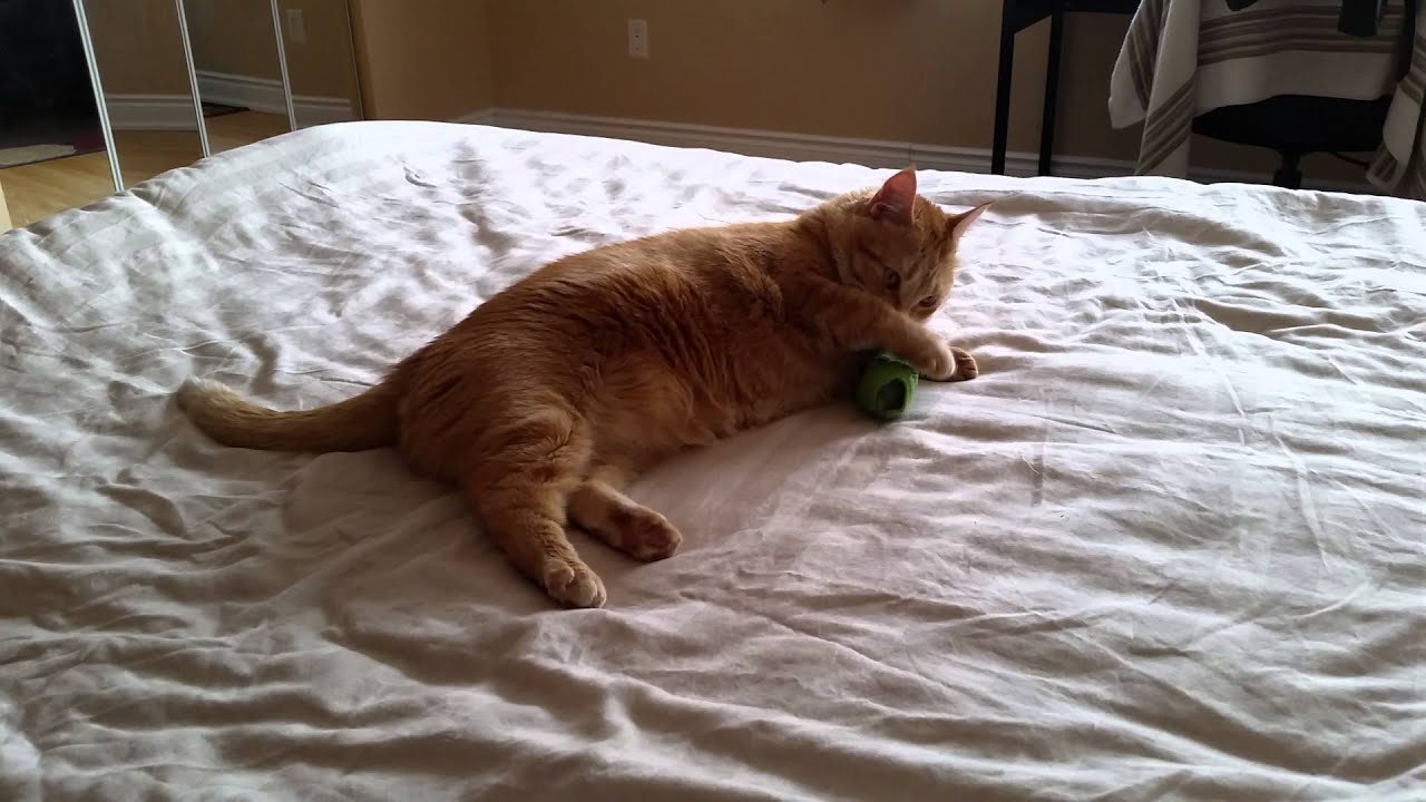 Ginger playing with green mouse toy 1 - YouTube