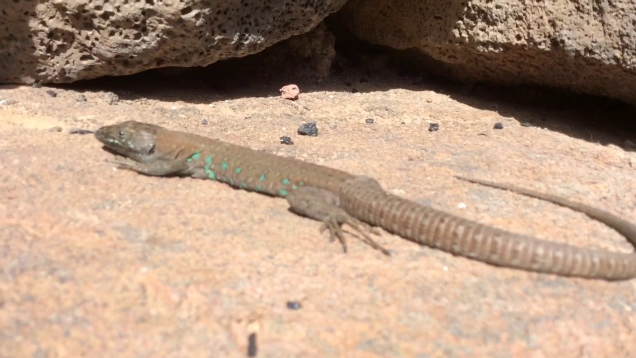 Lanzarote Lizard - YouTube
