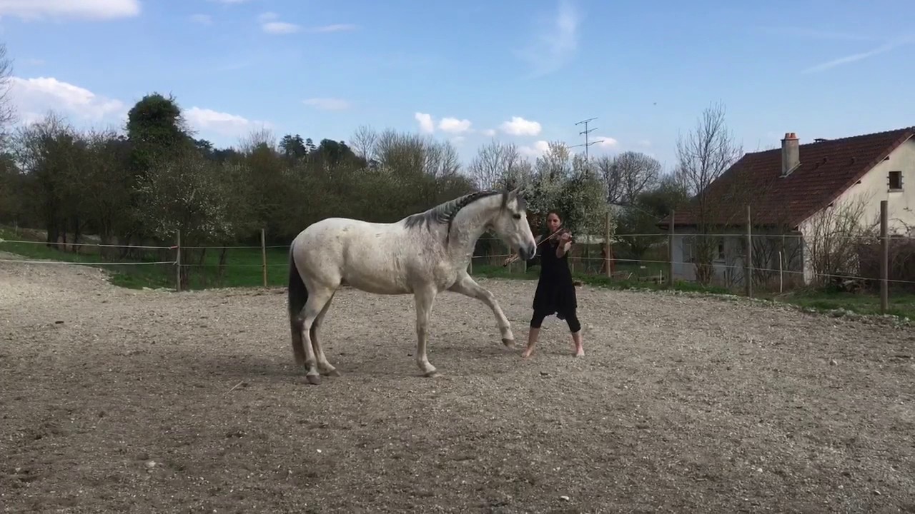 Liberty, Horse and violin - Manon Comparini - - YouTube