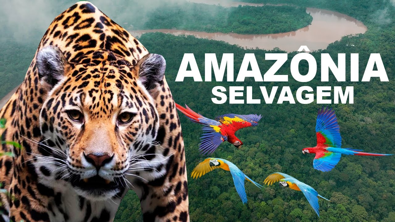 AMAZÔNIA SELVAGEM | DOCUMENTÁRIO | ANIMAIS SELVAGENS da AMAZÔNIA ...