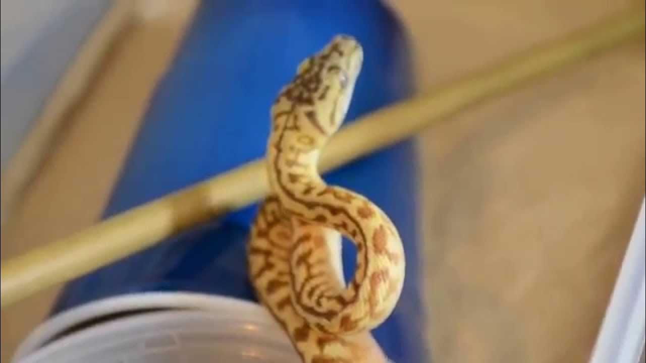 Few baby Carpet python morphs. - YouTube