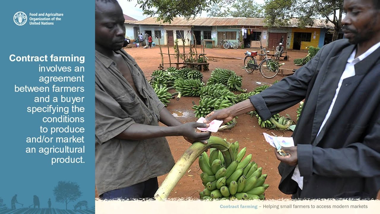 Contract farming - Helping small farmers to access modern markets FAO ...