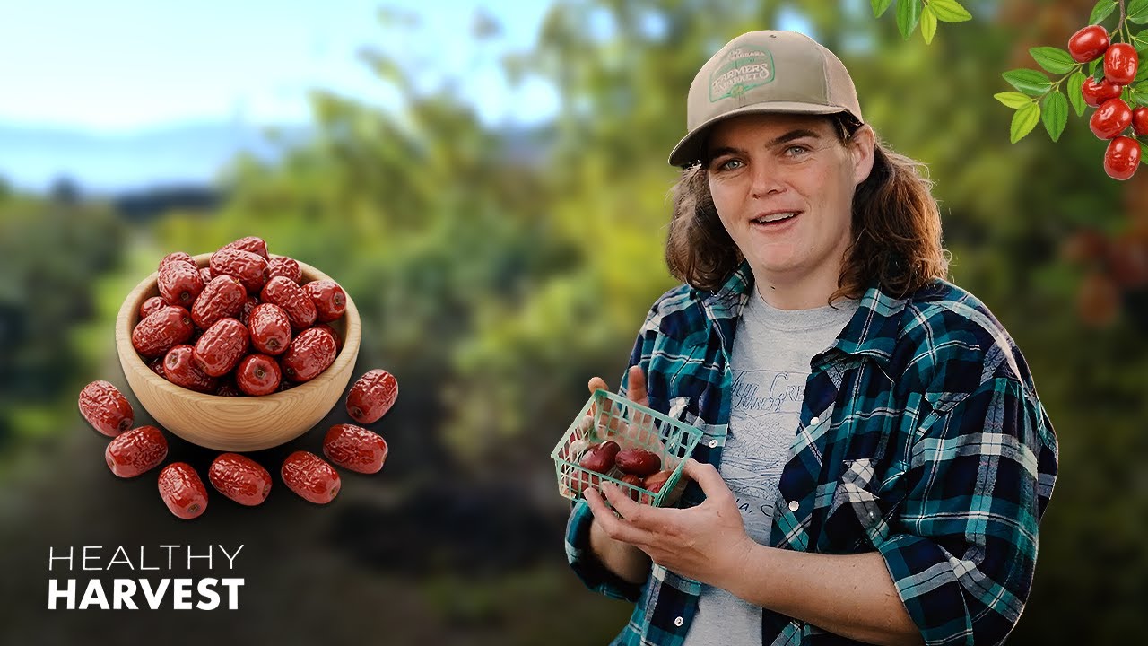 Jujubes: The Superfood You Never Knew You Needed - YouTube