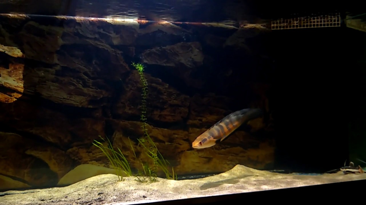 Channa sp Borneo - YouTube