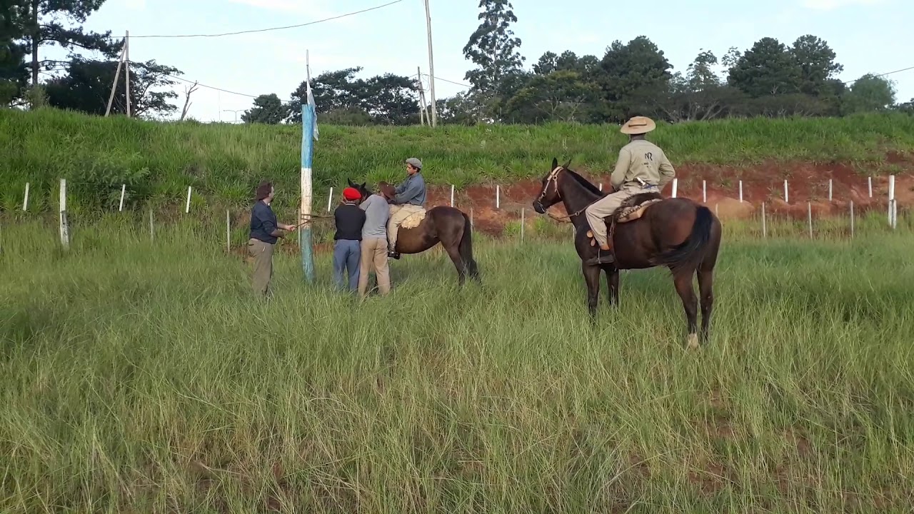 Probando Potros. Cuero Tendido. Virasoro, Corrientes. Federico Duarte ...