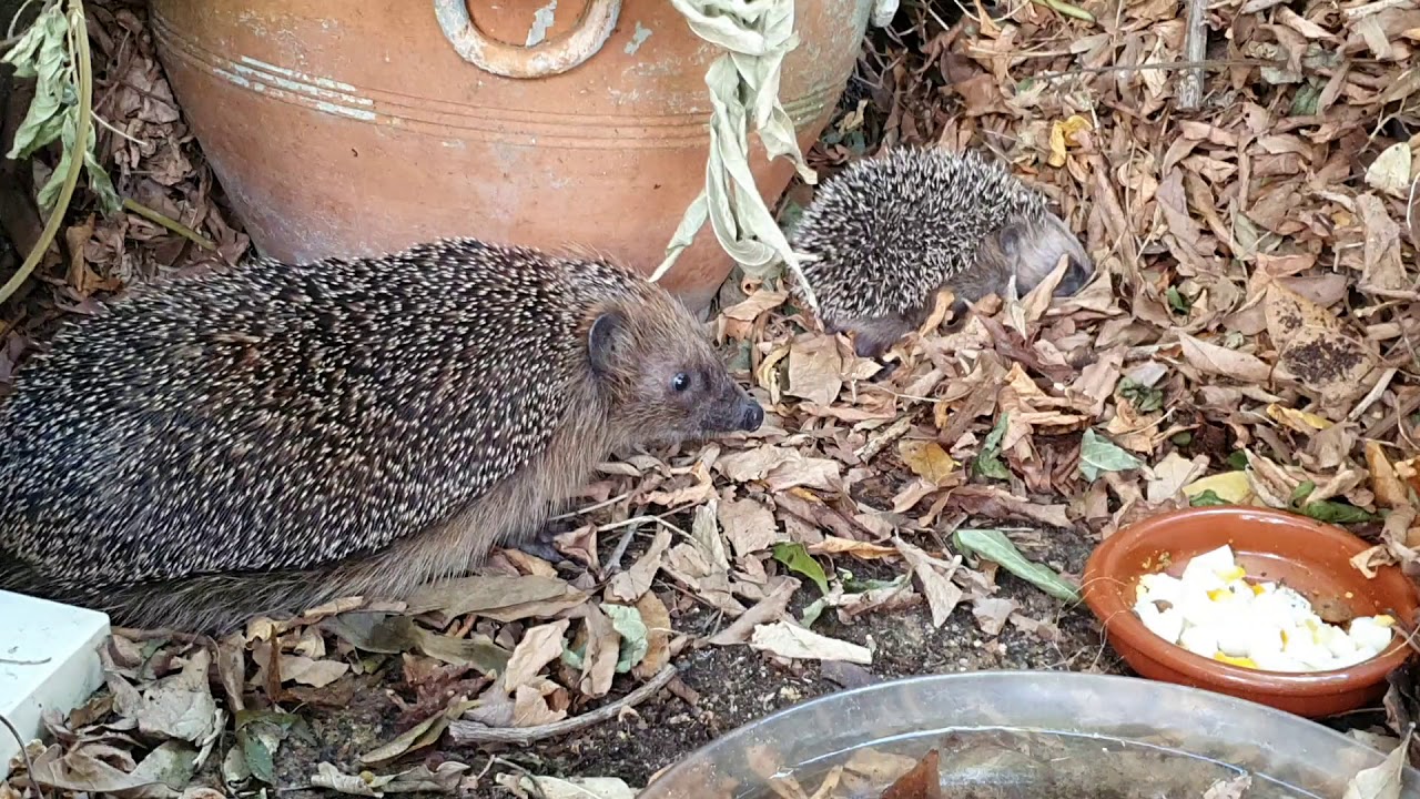 Hedgehog family day out 2 - YouTube