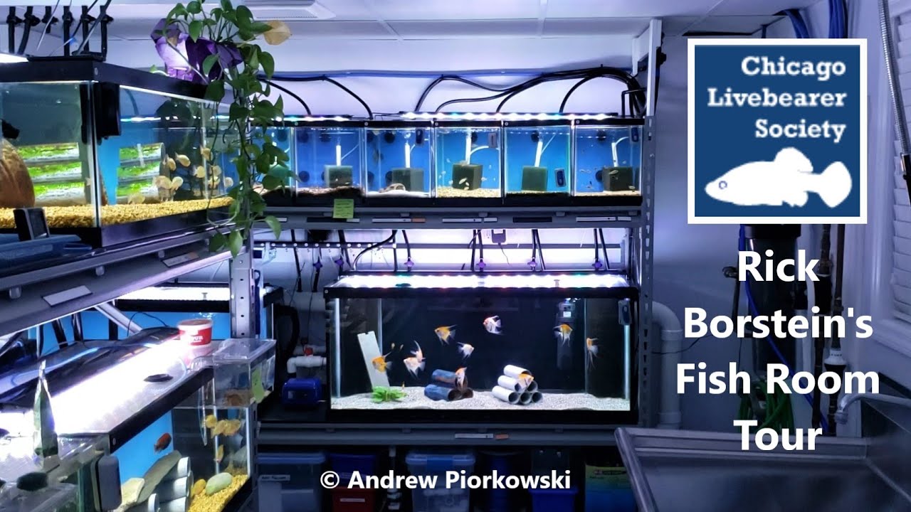 Rick Borstein Fish Room Tour - Chicago Livebearer Society President ...