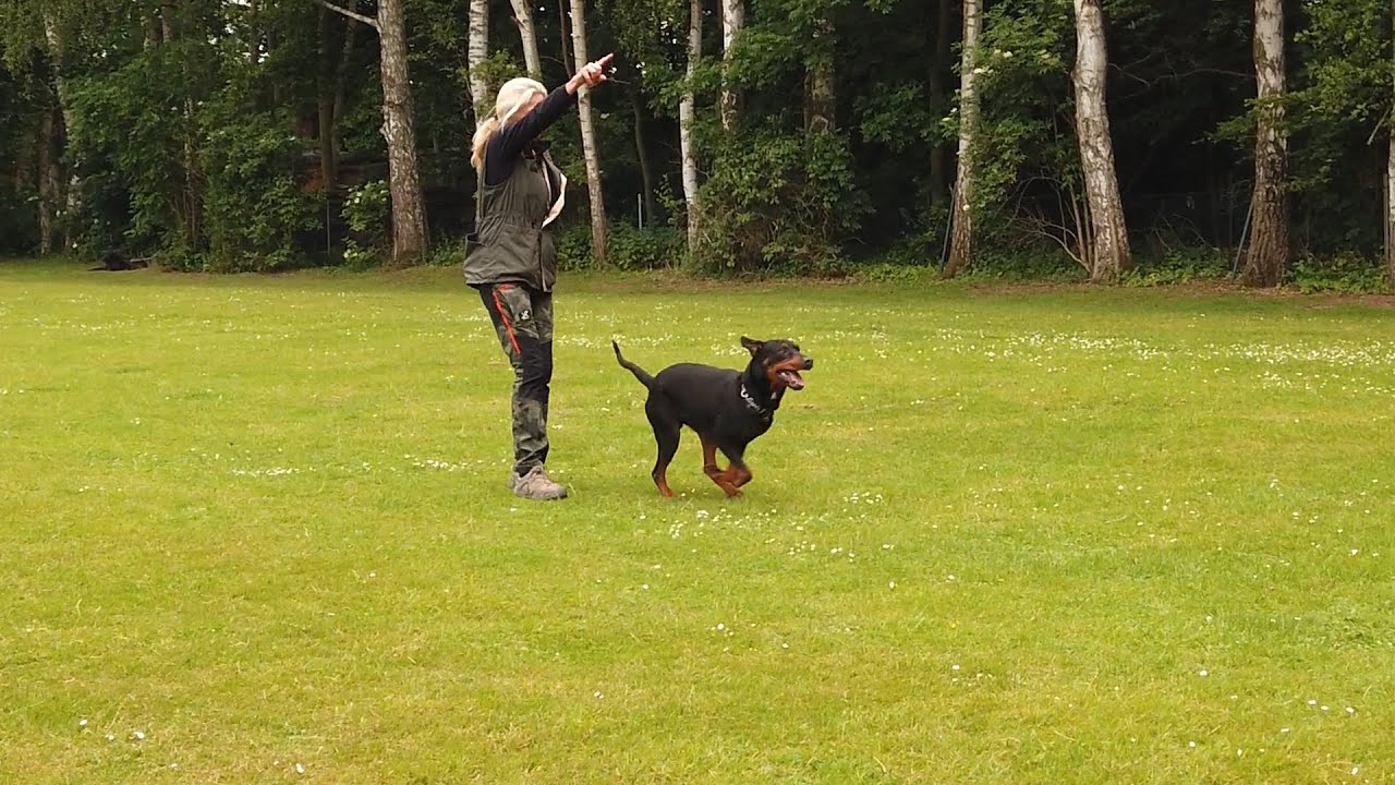 Training der Voraus Übung für die IGP Prüfung - YouTube