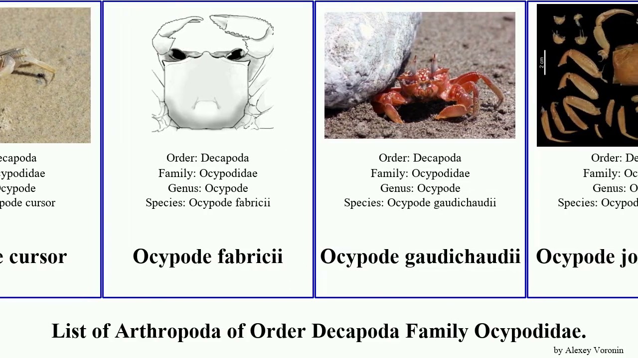 Order Decapoda