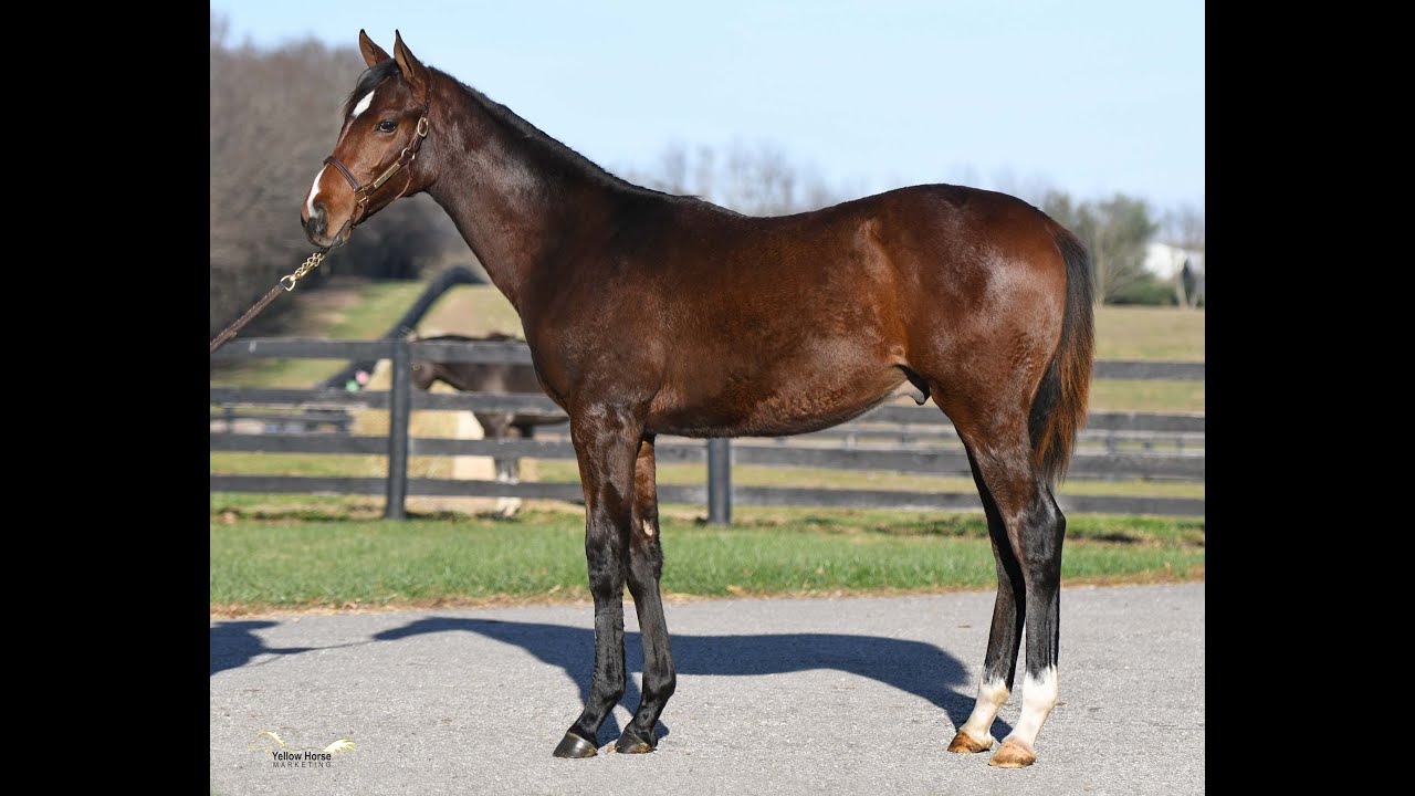 FOR SALE: 2020 Thoroughbred Colt by SUMMER FRONT - YouTube