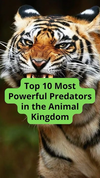 Top 10 Most Powerful Predators in the Animal Kingdom #the #top #sensorybag - YouTube