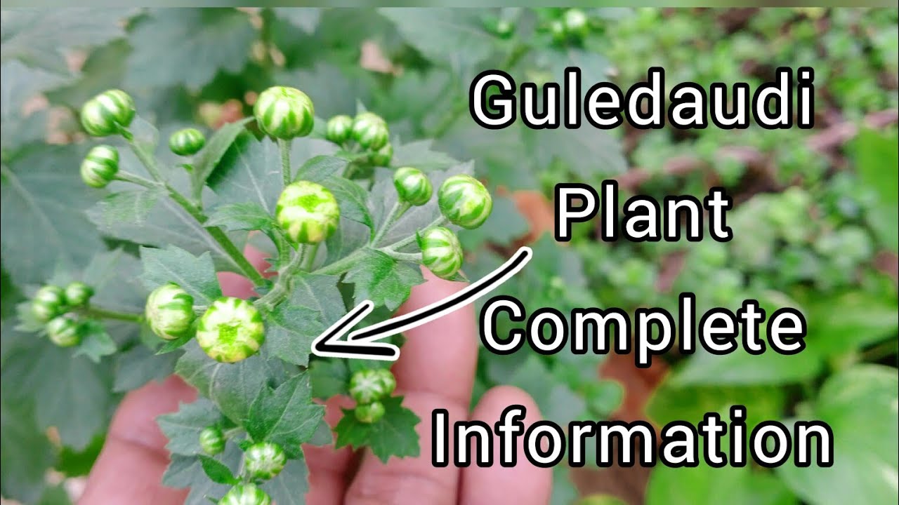 Guledaudi plant complete information /care,grow, watering,spray and use ...