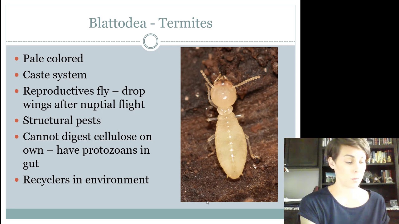 Blattodea - YouTube