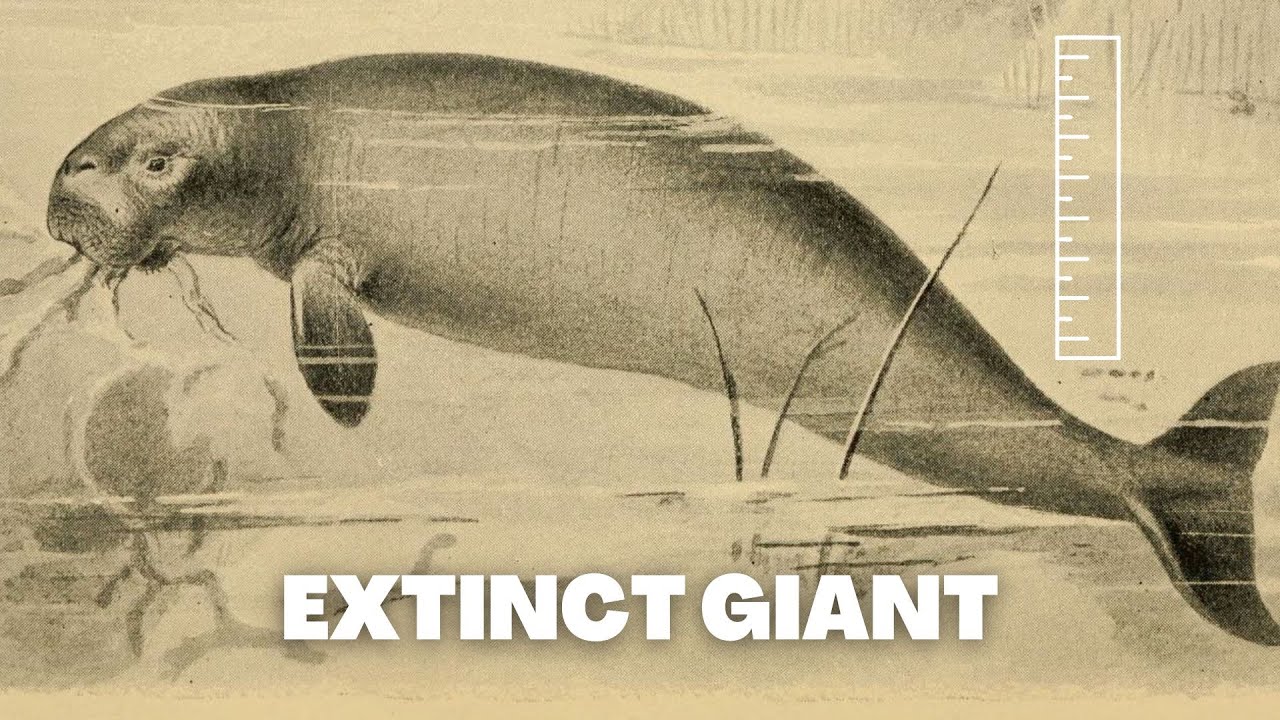 Extinct: The Gigantic Steller's Sea Cow - YouTube