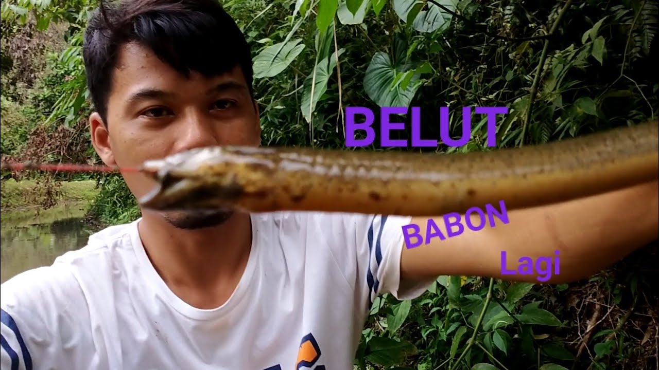 MANCING BELUT BABON |fishing eel| basa berkam - YouTube