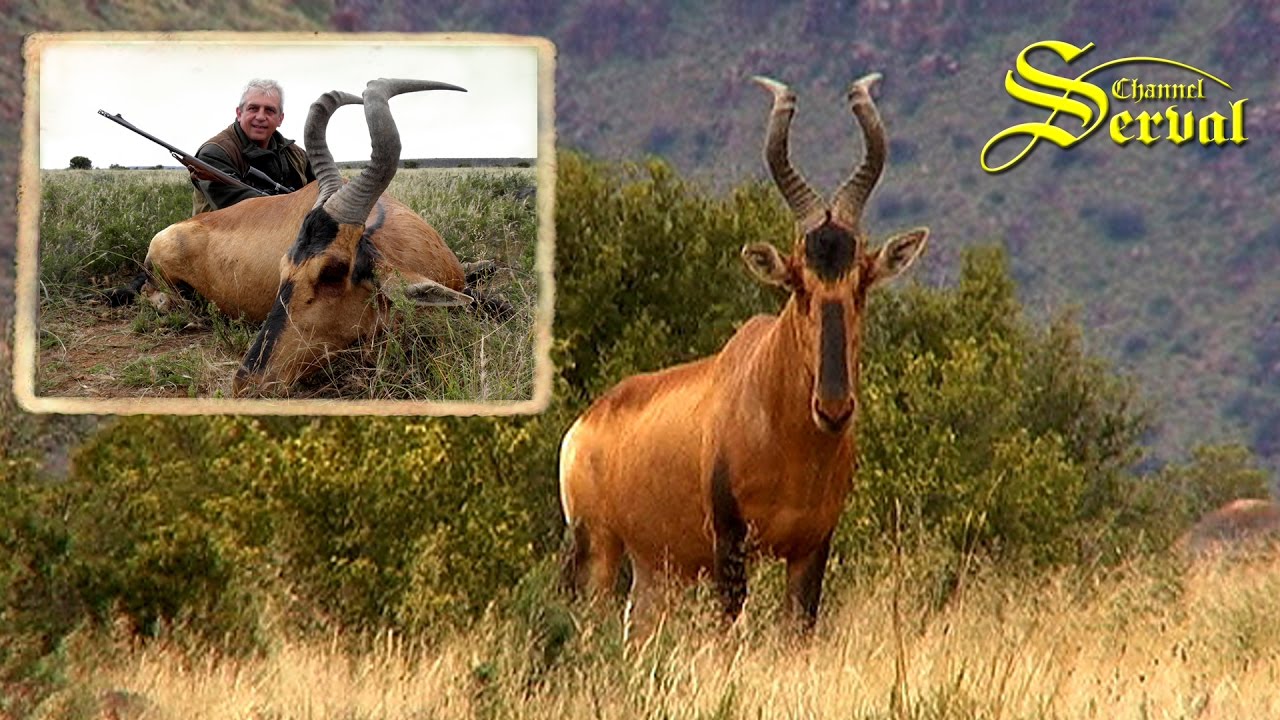 Top Trophy - Red Hartebeest - Hunting in South Africa - YouTube